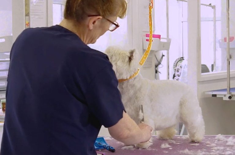 Burneze Westie | Videos