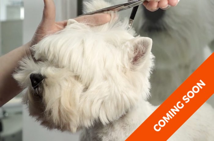 Burneze Westie | Dog Grooming Specialists